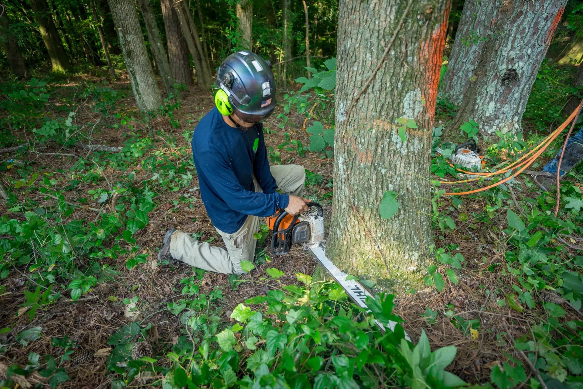 Blog - Zamora Tree Service